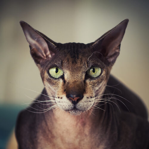 Peterbald Cat Breed → Personalidad, temperamento y curiosidades de la ...