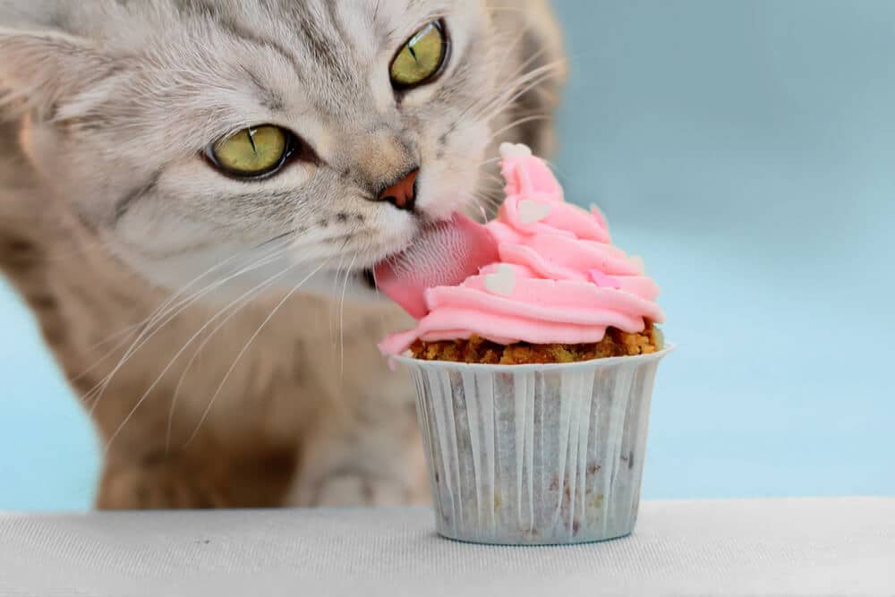 Blog: ¿Los gatos tienen sentido del gusto?- Tienda para Gatos Mx